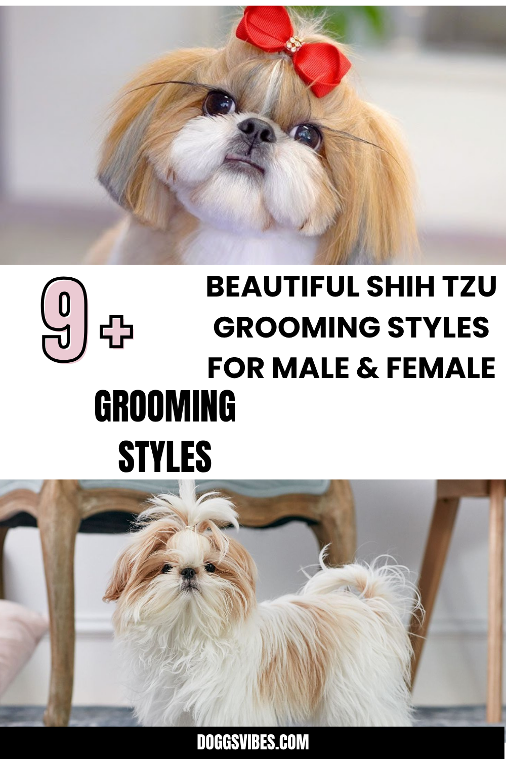 9 Beautiful Shih Tzu Grooming Styles for Male & Female