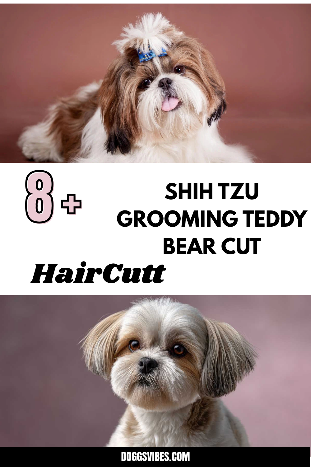 🐻 8+Shih Tzu Grooming Teddy Bear Cut: The Ultimate Guide