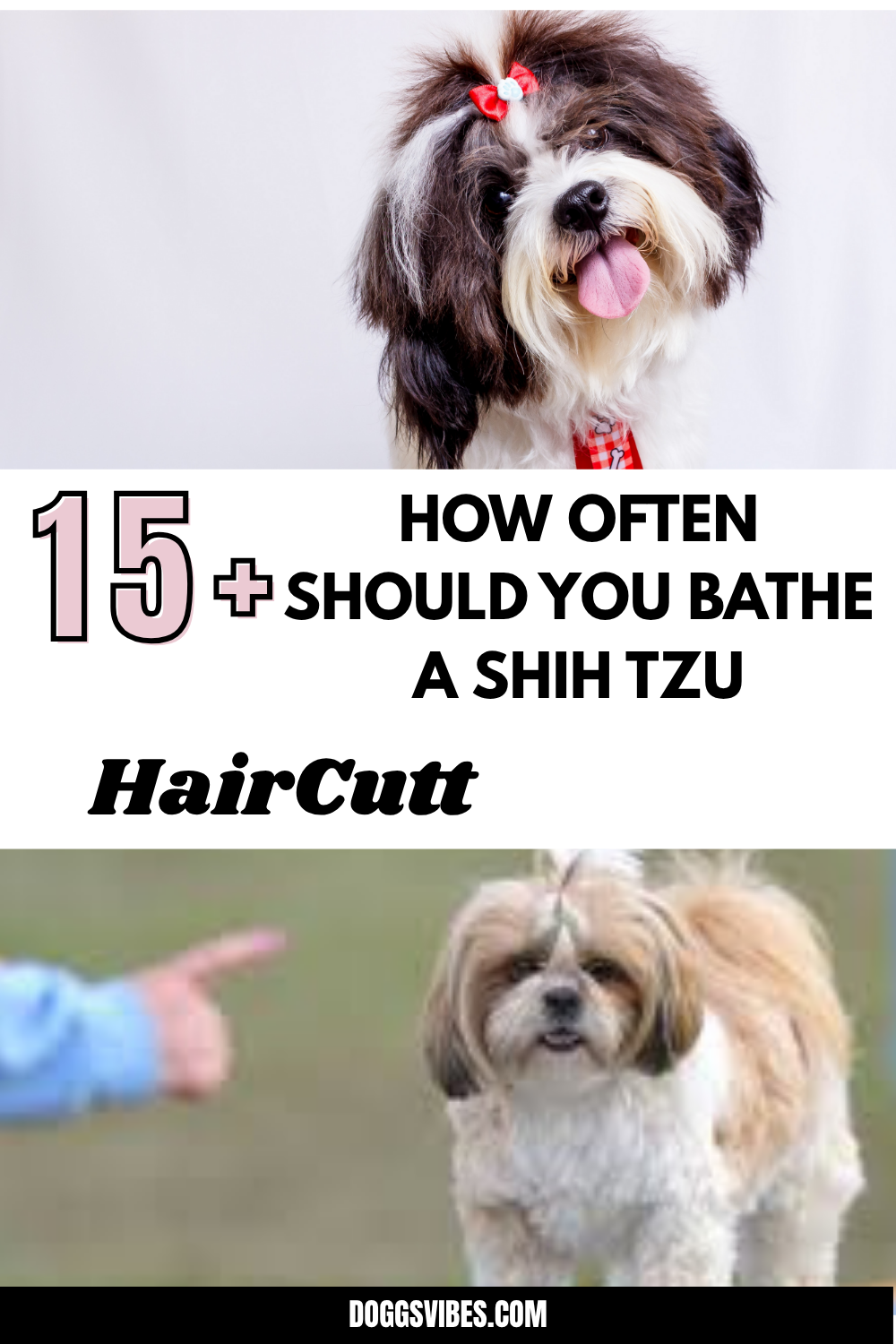 10+The Complete Guide on How to Bath a Shih Tzu Successfully 2025