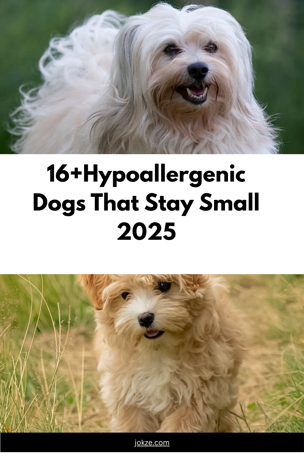 16+Hypoallergenic Dogs That Stay Small 2025