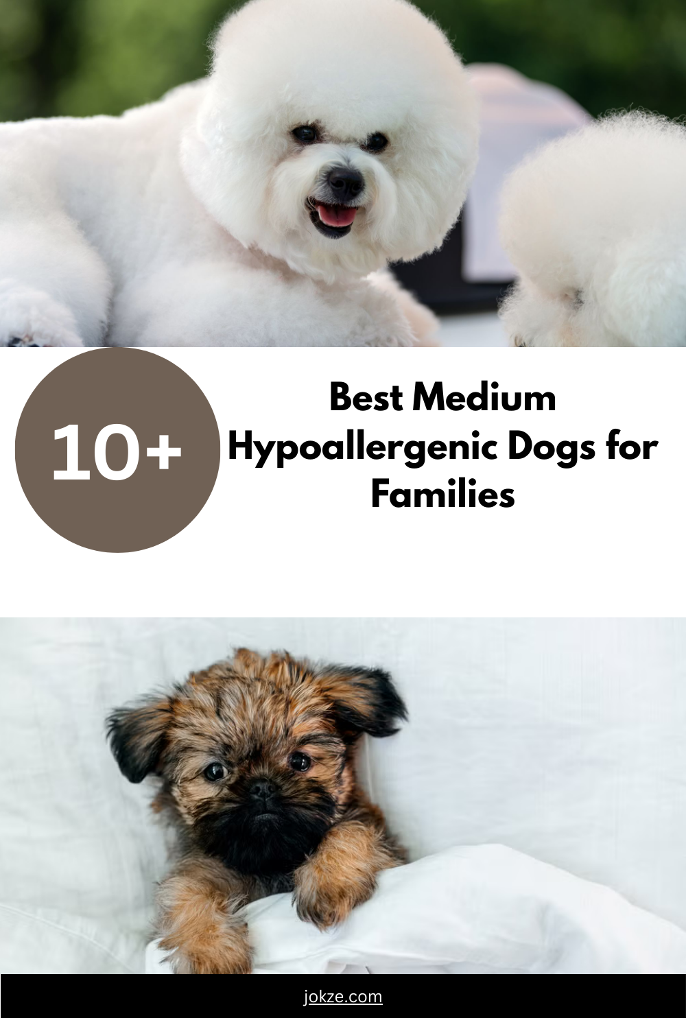 10+ Best Medium Hypoallergenic Dogs for Families (2025 Expert Guide)