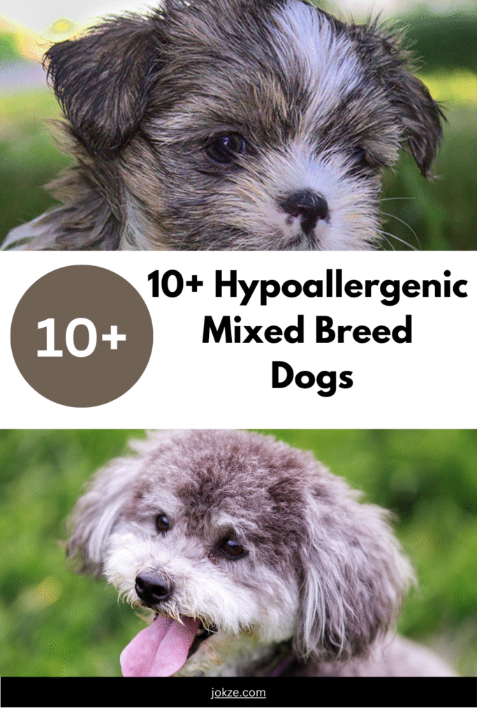 10+ Hypoallergenic Mixed Breed Dogs The Ultimate 2025 Guide for Allergy ...